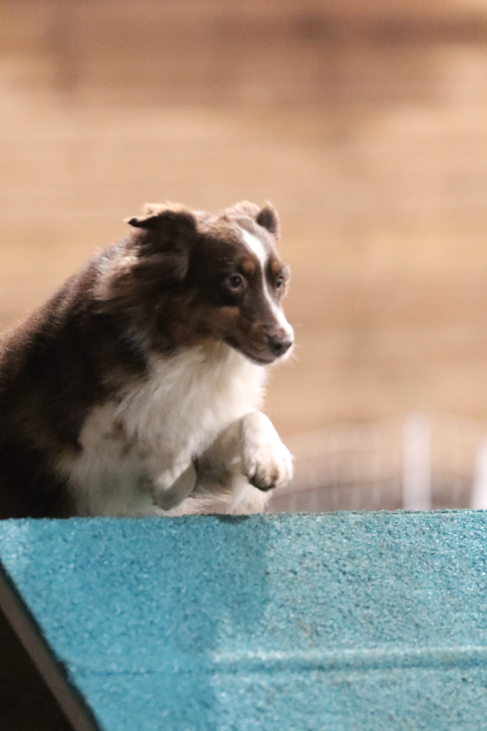 RAT Tales August September 2022 Part 1 – Rainier Agility Team