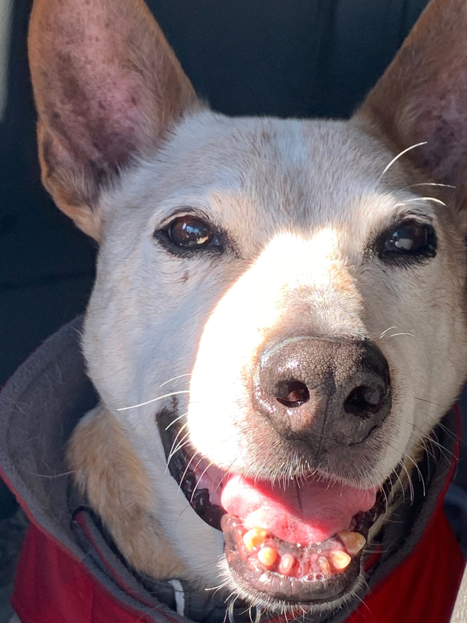RAT Tales October 2022 Part 1 – Rainier Agility Team