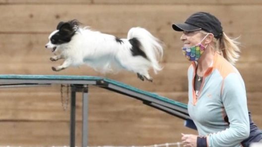 Rainier Agility Team – Promoting the sport of Dog Agility in Puget Sound